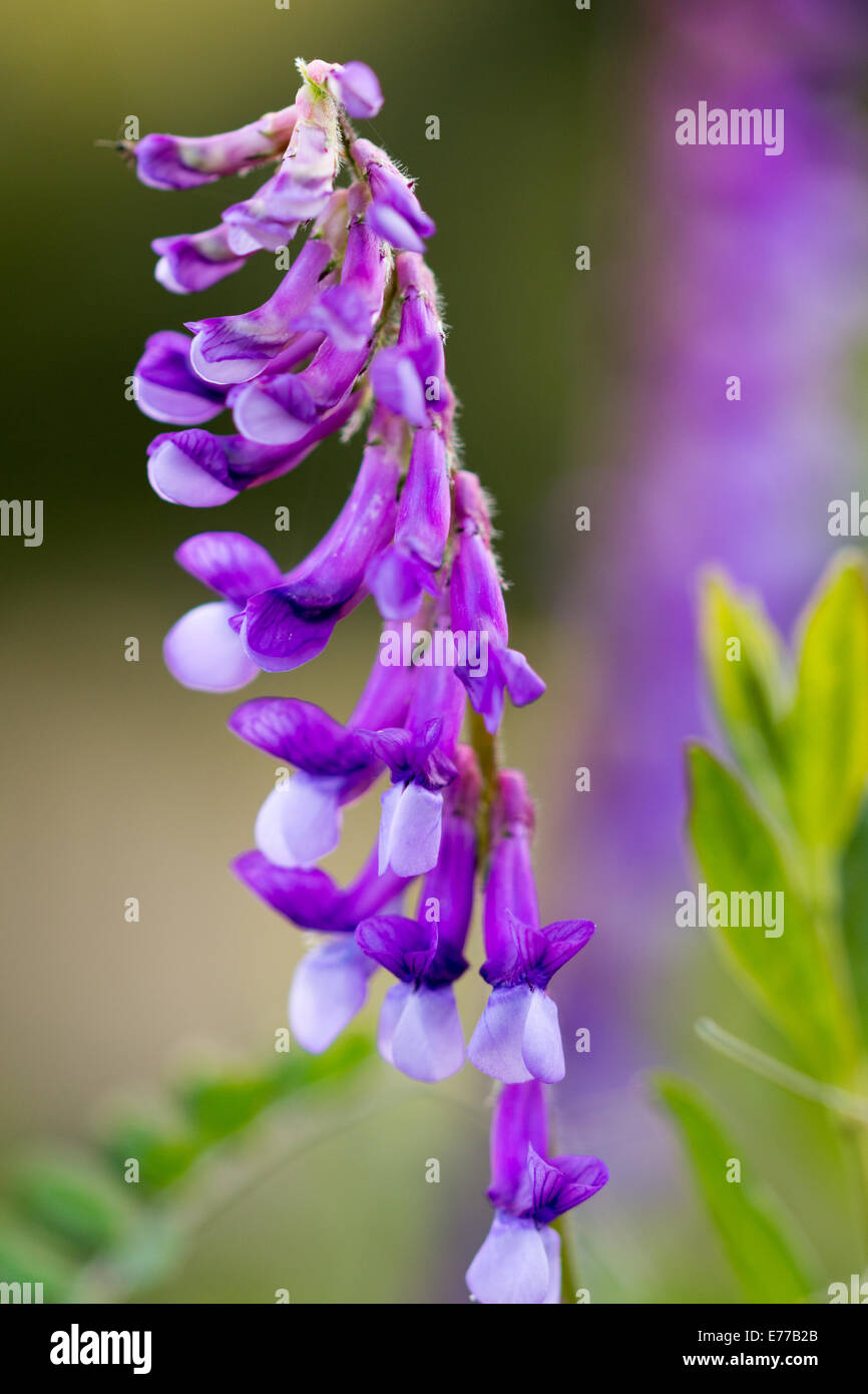 Beautiful violet flower Stock Photo - Alamy