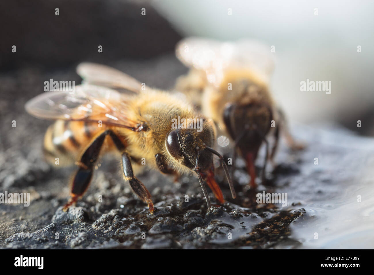 Bee Drinking Water Stock Photos & Bee Drinking Water Stock Images - Alamy Bee Drinking Water Stock Photos & Bee Drinking Water Stock Images - Alamy