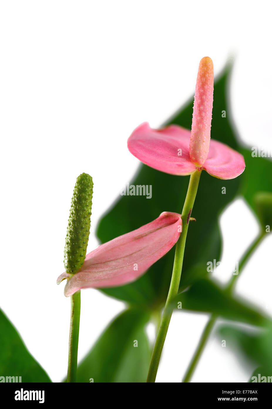 Pink Flamingo Flower Stock Photo - Alamy
