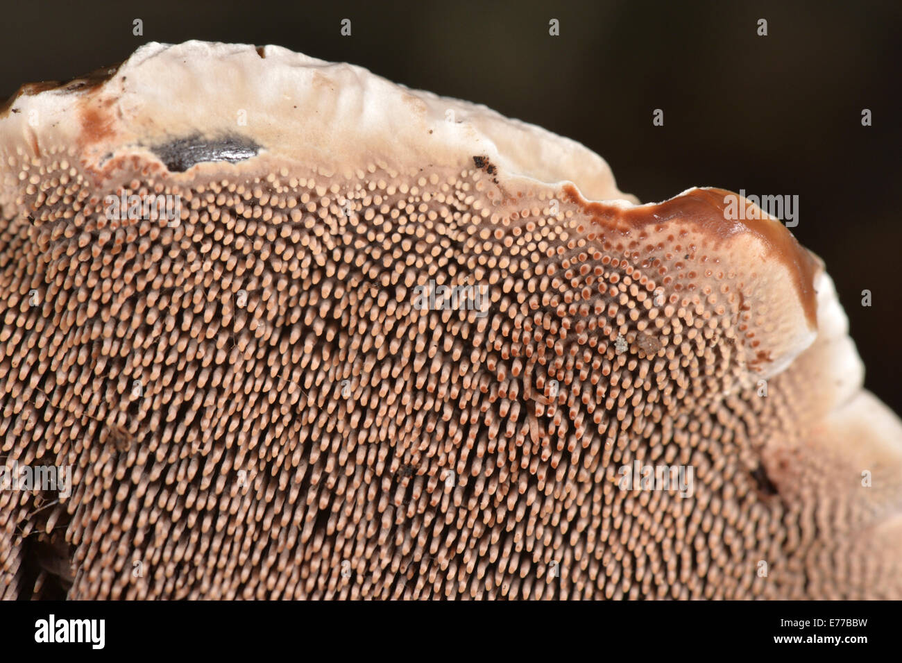 Tooth fungi hi-res stock photography and images - Alamy