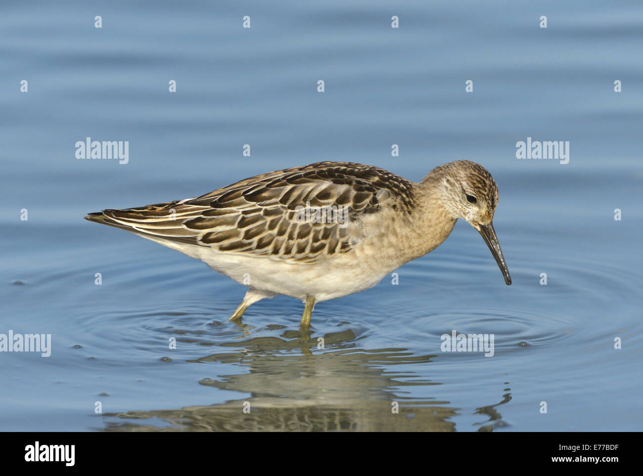 Ruff bird female hi-res stock photography and images - Alamy