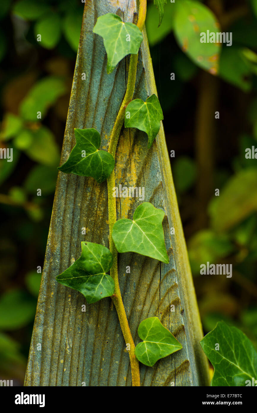 Ivy on fence post Stock Photo - Alamy