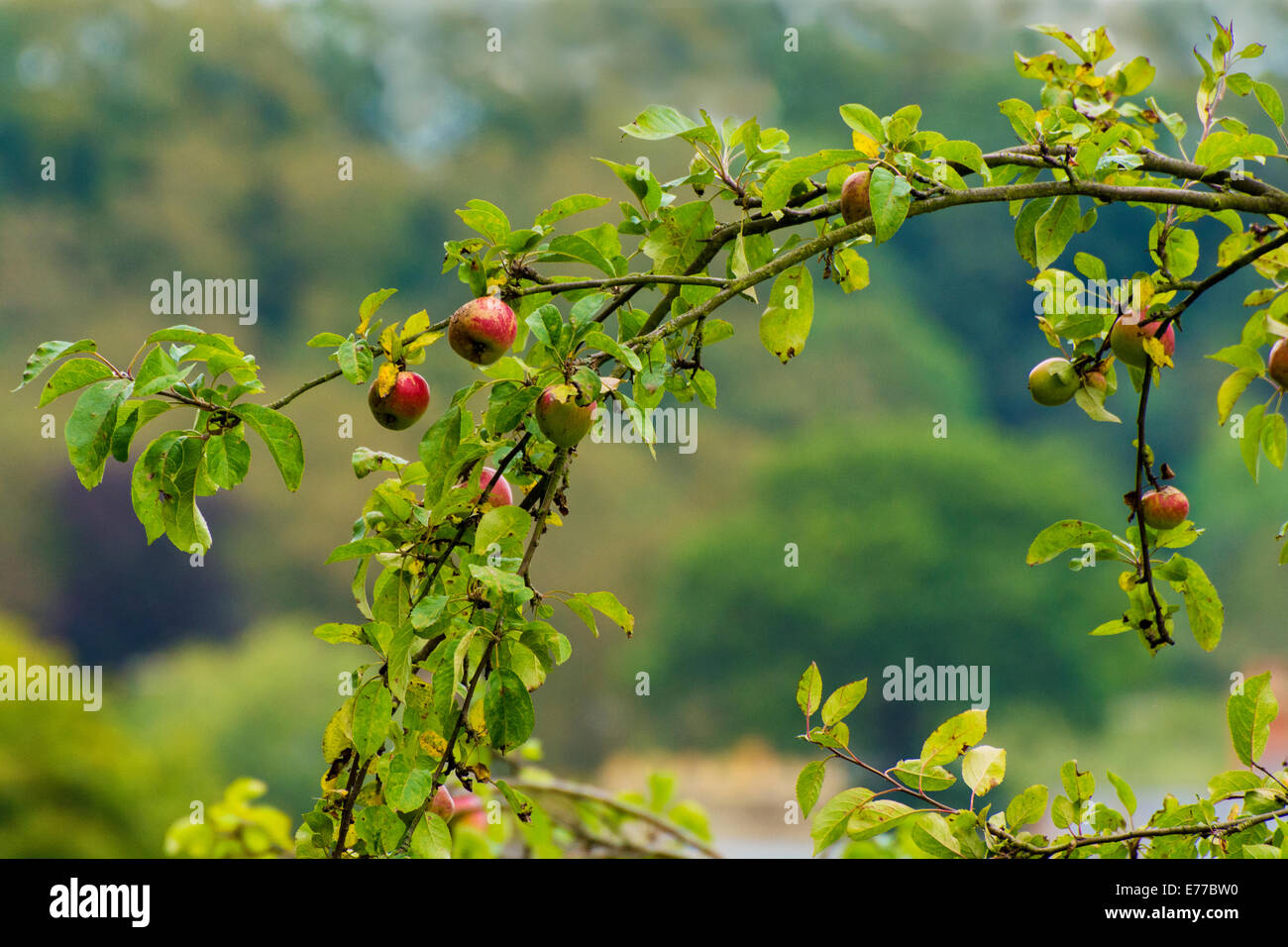 Branch apples hi-res stock photography and images - Alamy
