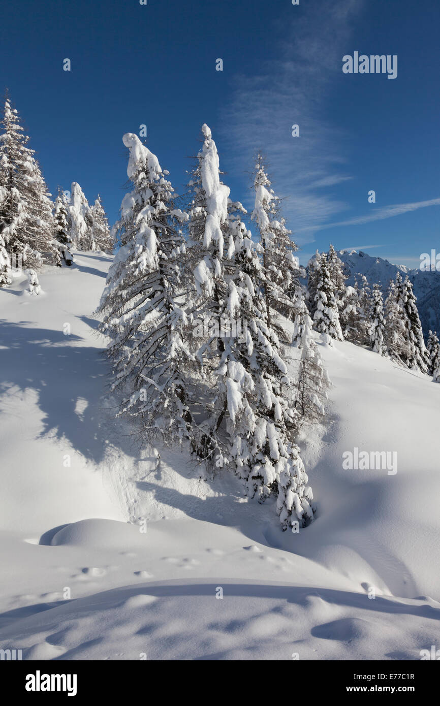 Wild Winter Landscape with spruce tree forest covered by snow Stock ...