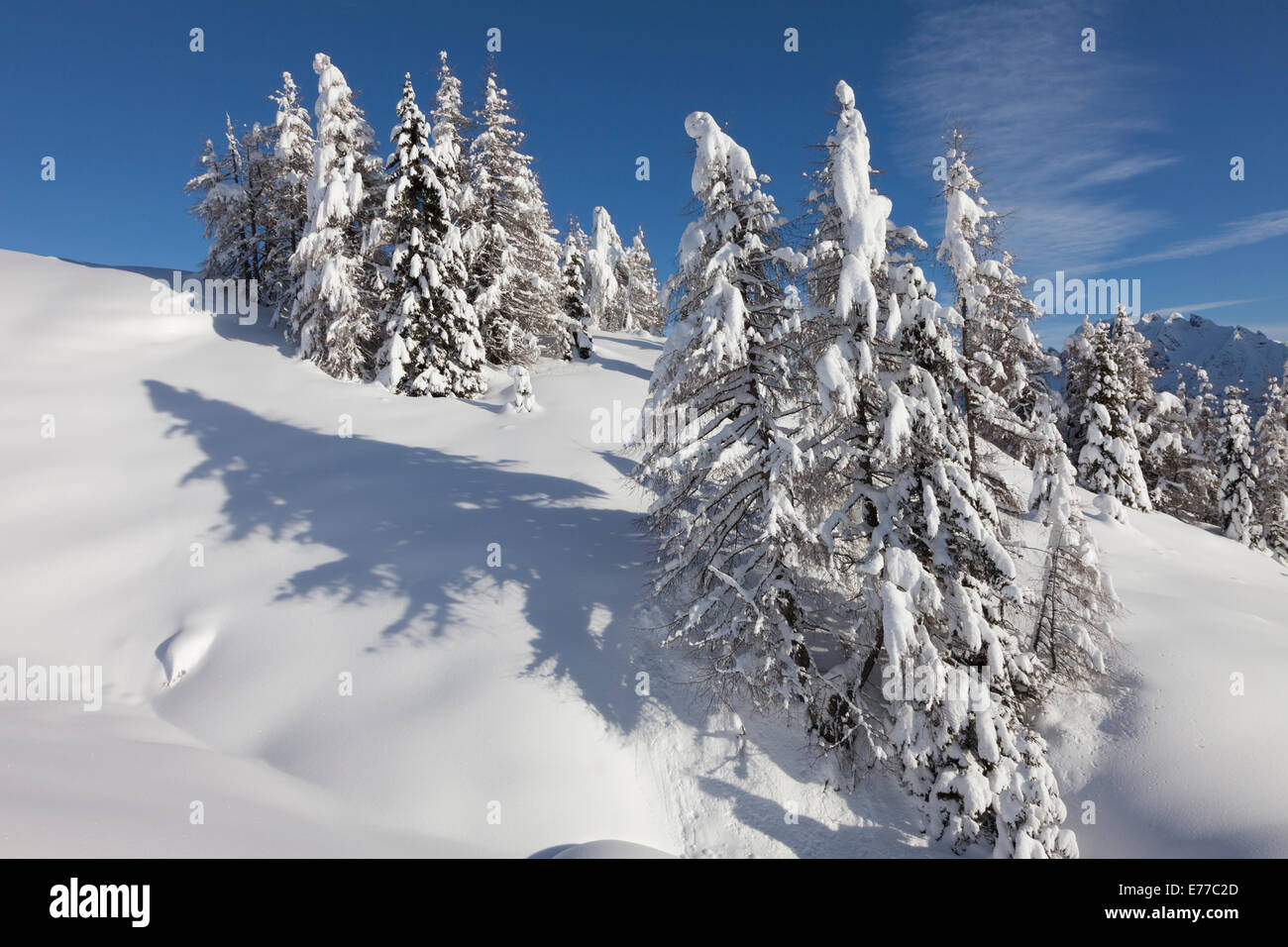 Wild Winter Landscape with spruce tree forest covered by snow Stock ...