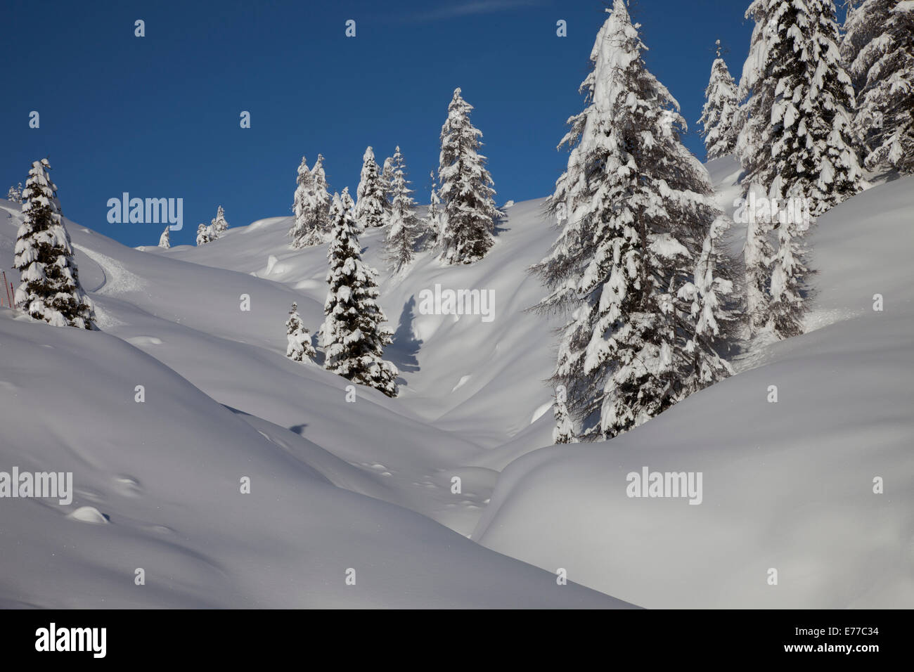 Wild Winter Landscape with spruce tree forest covered by snow Stock ...