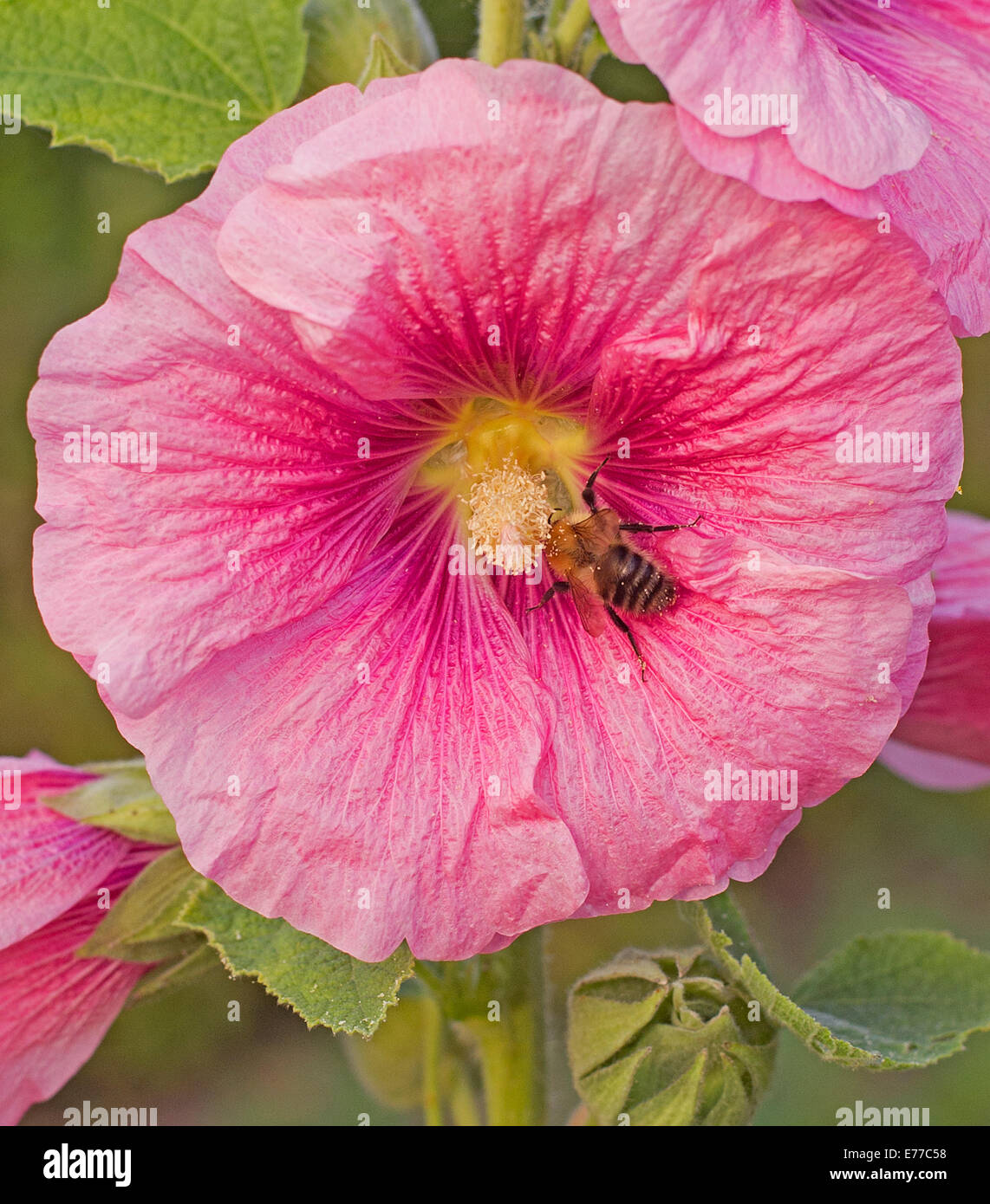 A bee gathering pollen from a pink hollyhock flower Stock Photo - Alamy