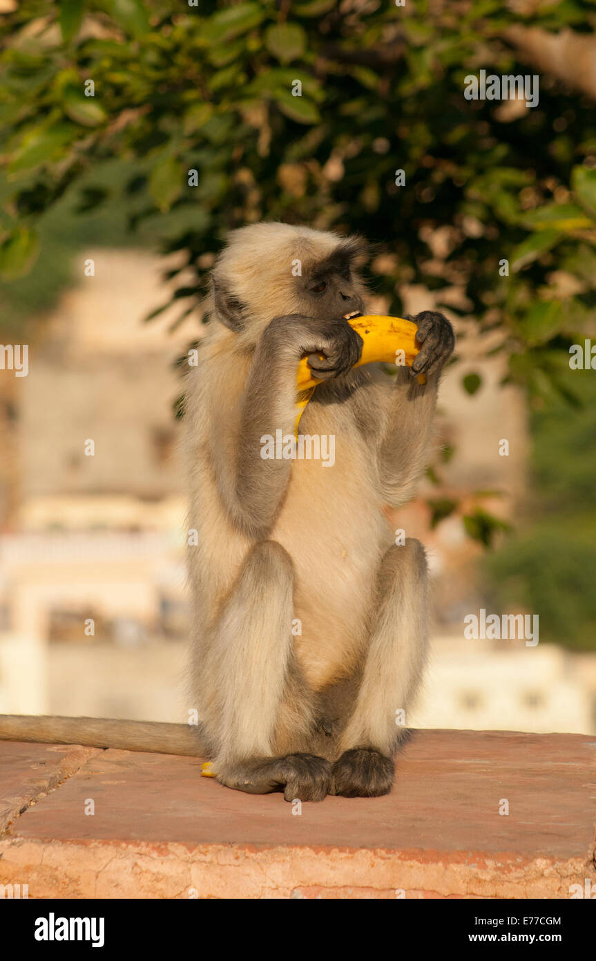 Langur monkey amber fort jaipur hi-res stock photography and images - Alamy