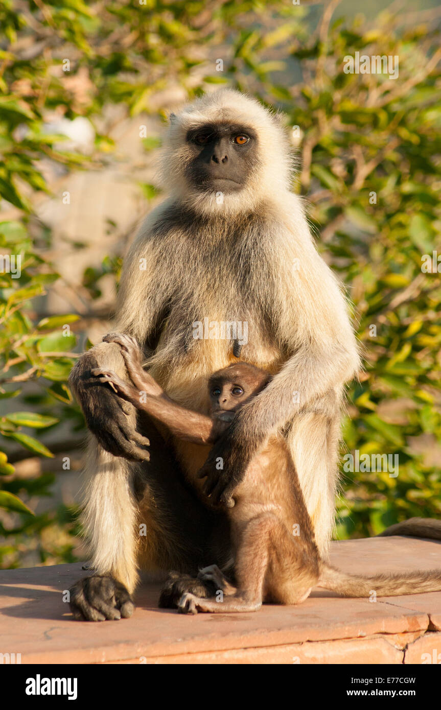 Langur Monkey, Amber Fort, Jaipur, Rajasthan, India Stock Photo - Alamy