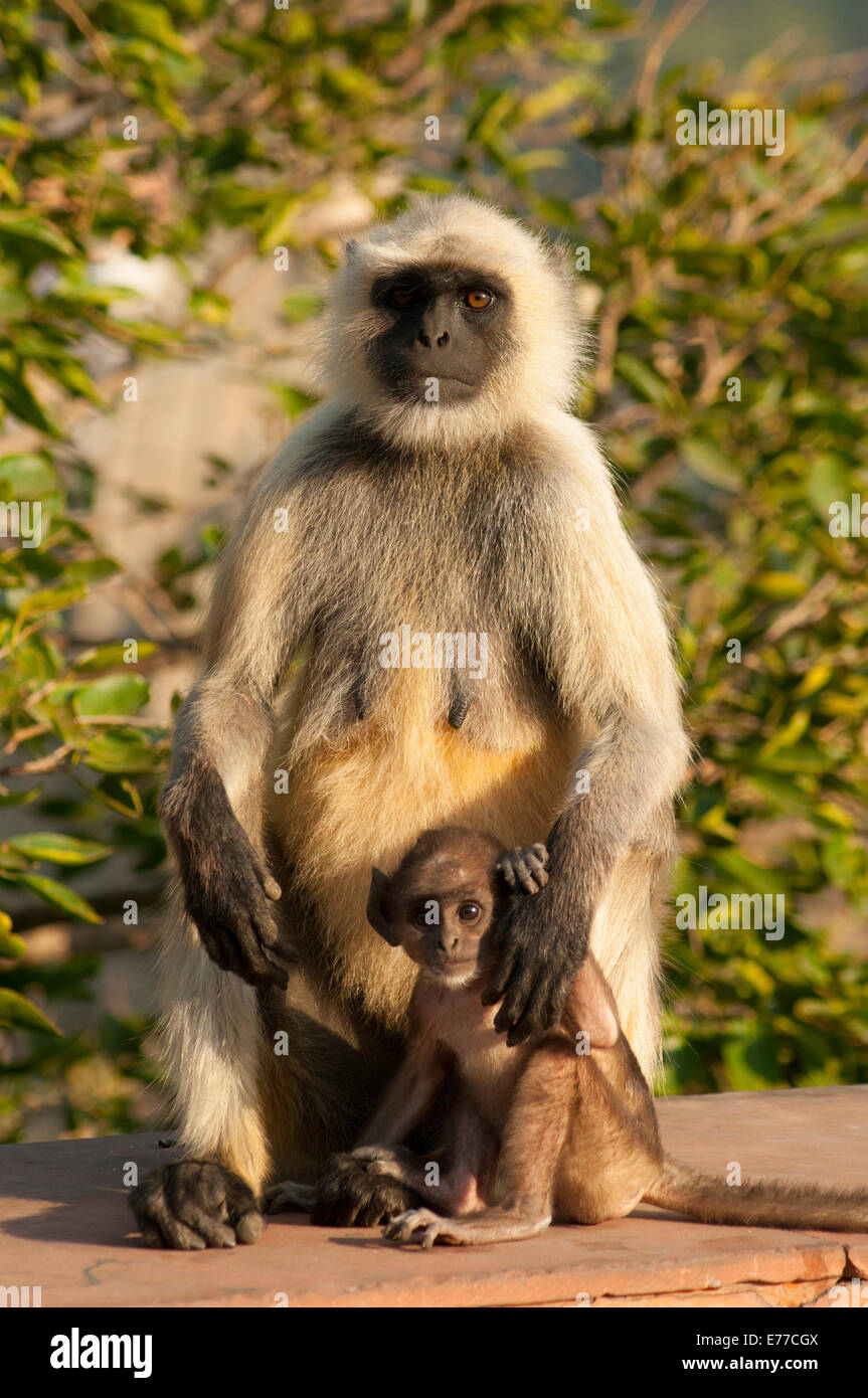 Langur Monkey, Amber Fort, Jaipur, Rajasthan, India Stock Photo - Alamy