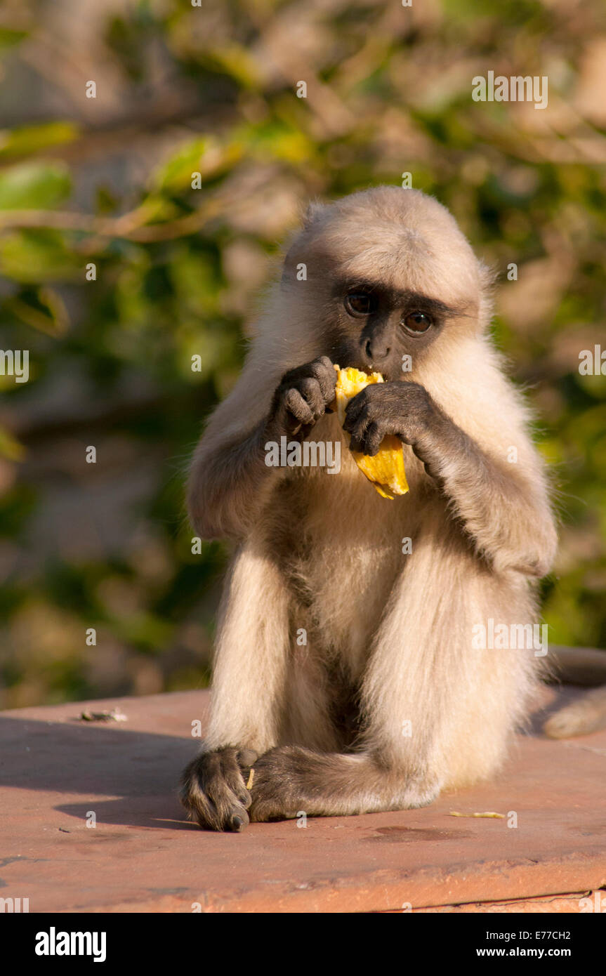 Monkey amber fort jaipur hi-res stock photography and images - Alamy