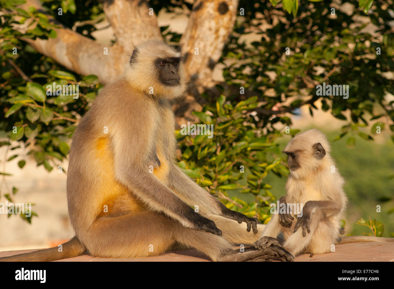 Langur Monkey, Amber Fort, Jaipur, Rajasthan, India Stock Photo - Alamy