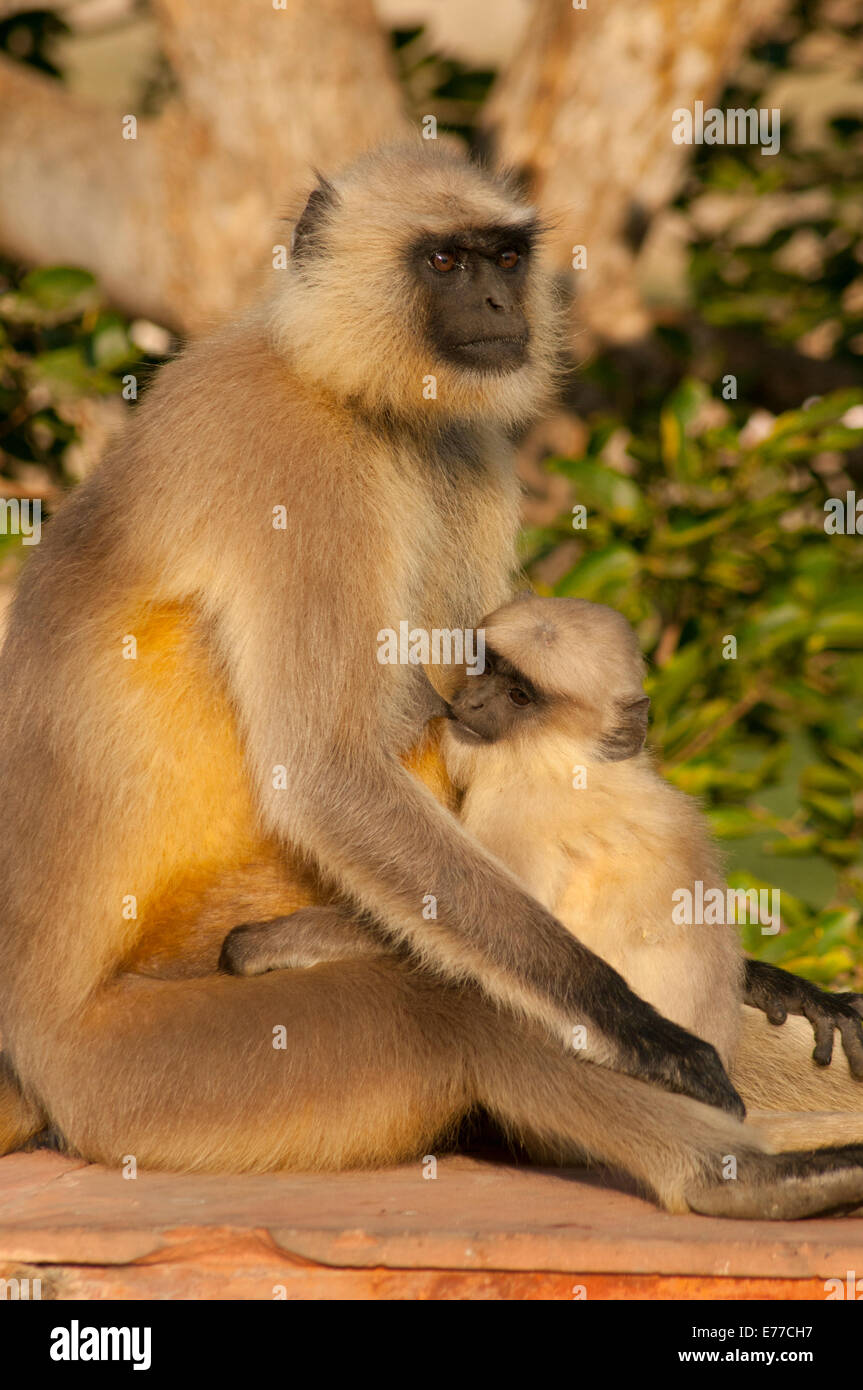 Langur Monkey, Amber Fort, Jaipur, Rajasthan, India Stock Photo - Alamy
