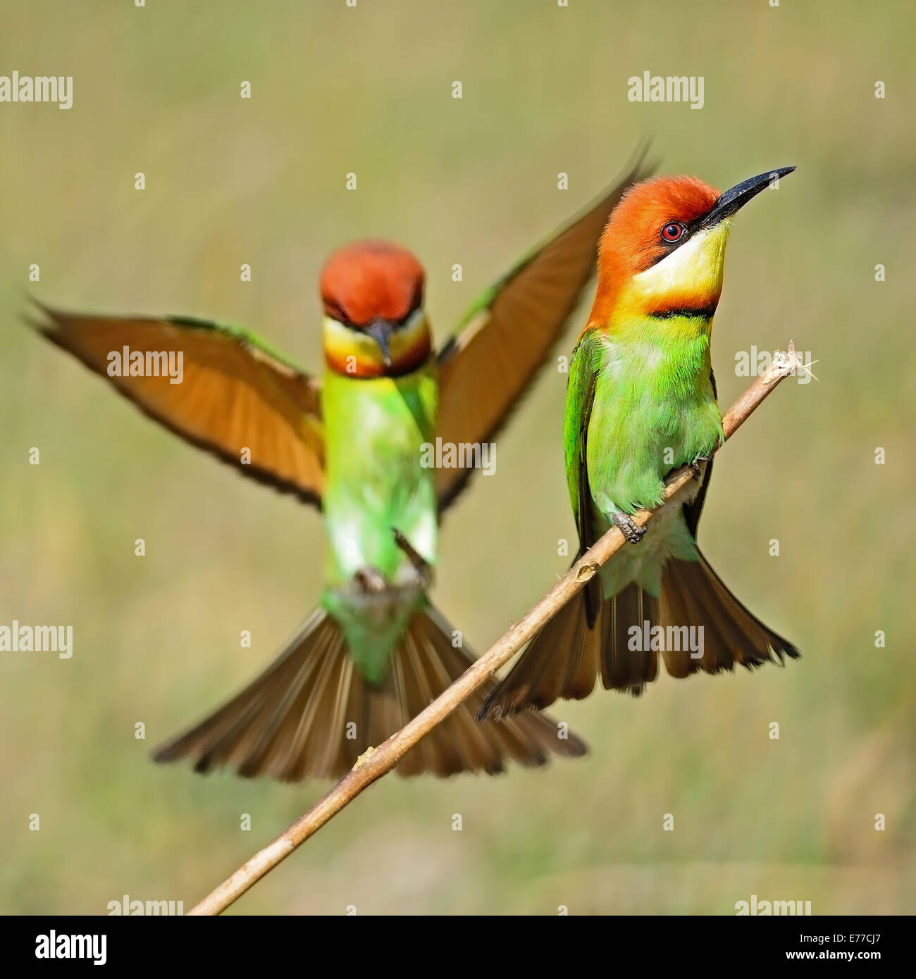 Bee eater bird hi-res stock photography and images - Alamy