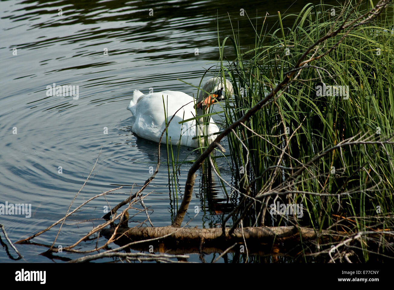 Clatto country park scotland hi-res stock photography and images - Alamy