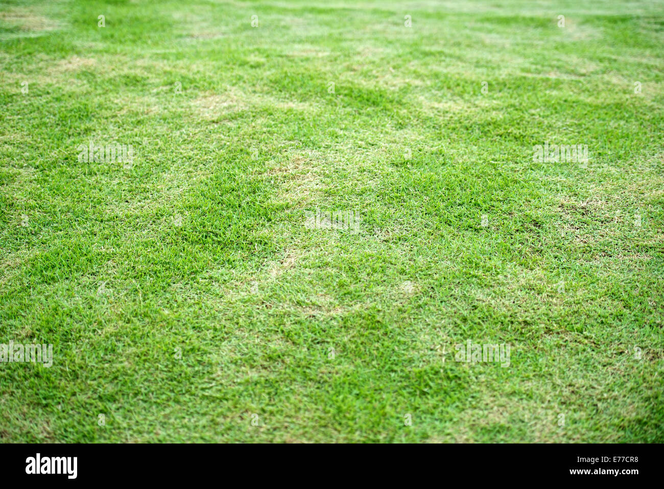 Cricket field grass hi-res stock photography and images - Alamy