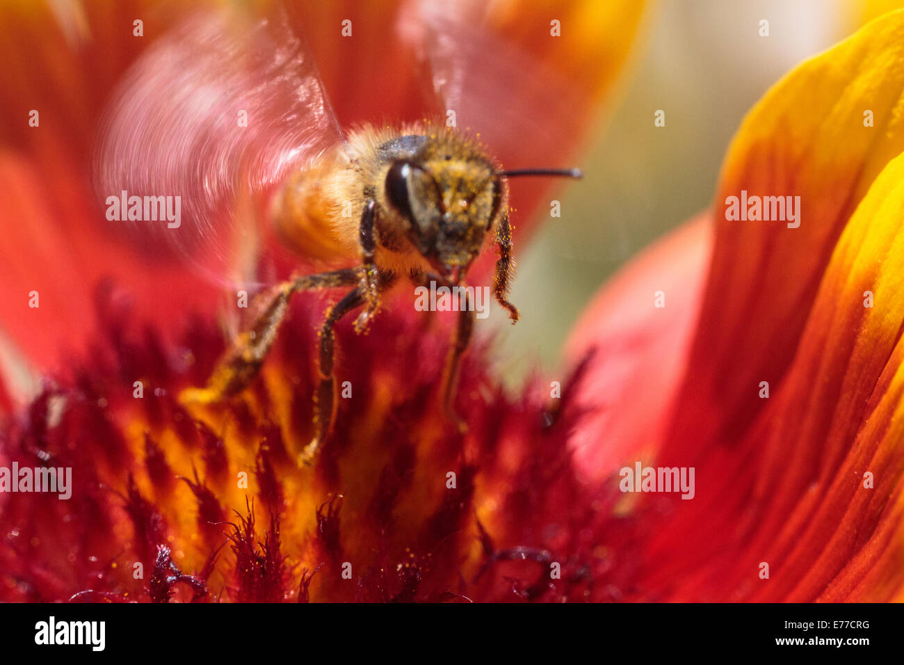 Honeybee taking off from hi-res stock photography and images - Alamy