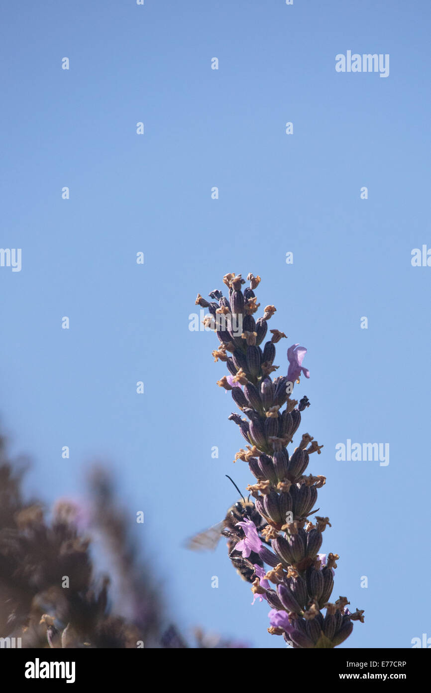 Bumblebee foraging hi-res stock photography and images - Alamy