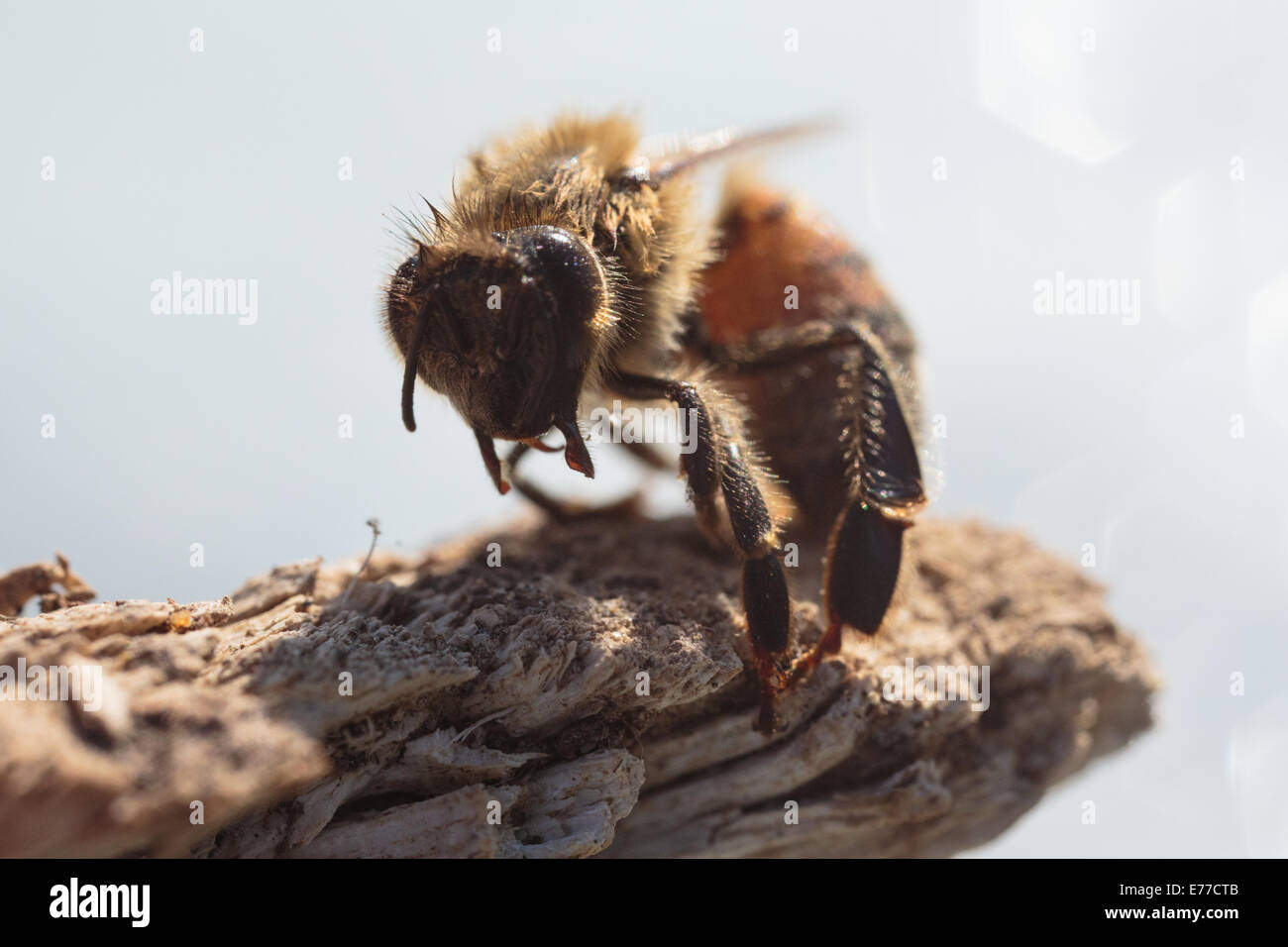 Wet honey bee hi-res stock photography and images - Alamy