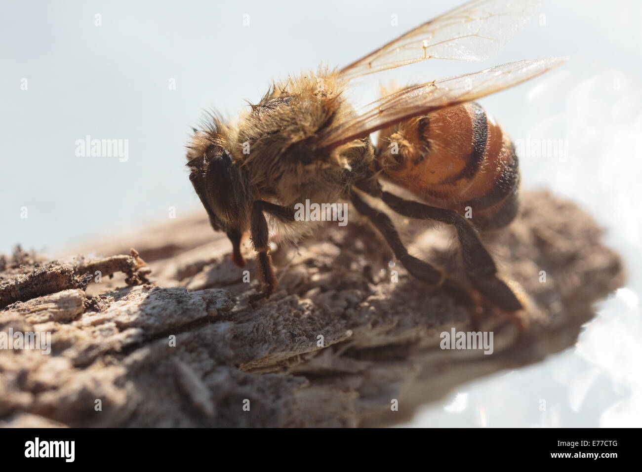 Drying off hi-res stock photography and images - Alamy