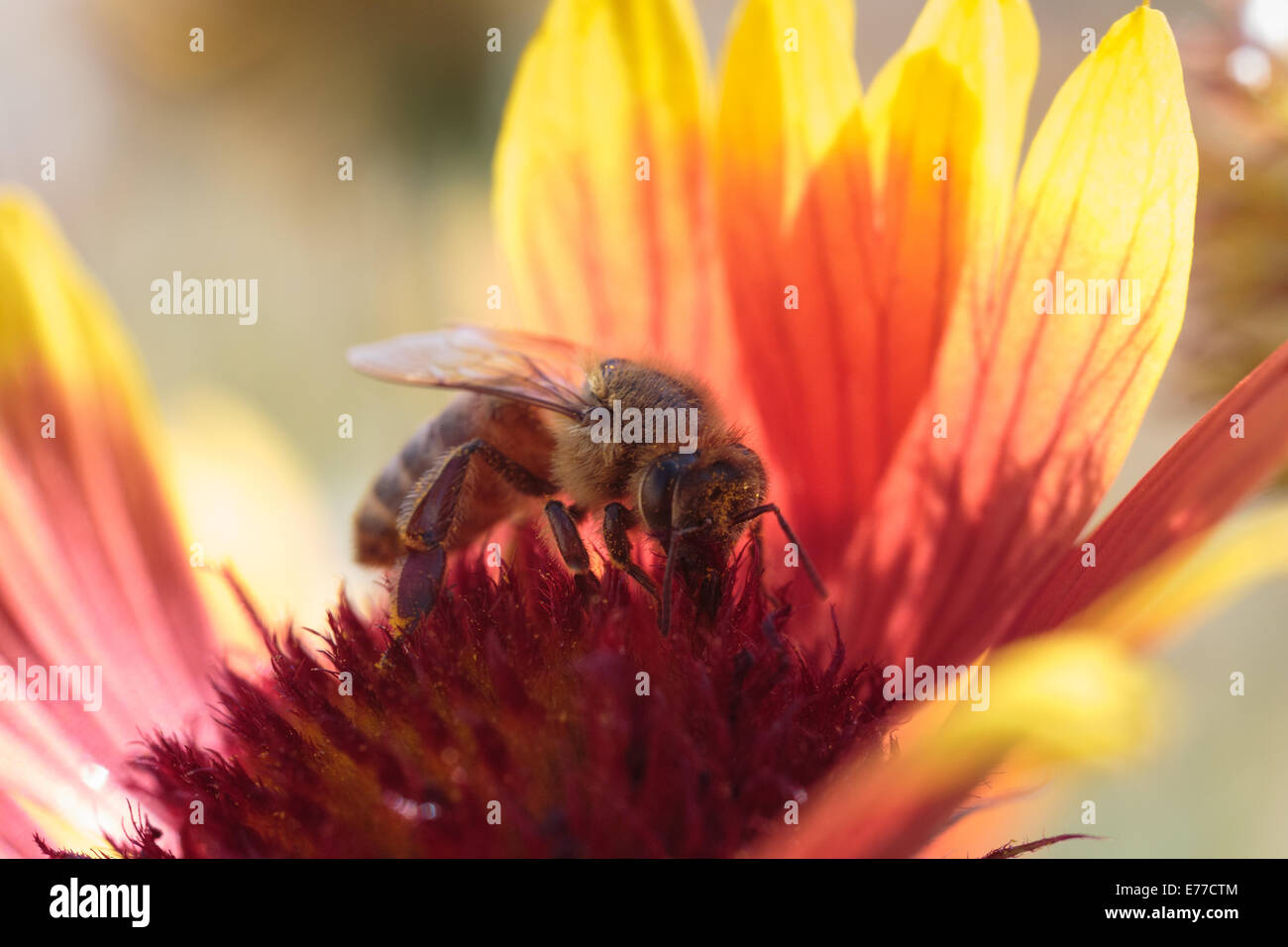Foraging honeybees hi-res stock photography and images - Alamy