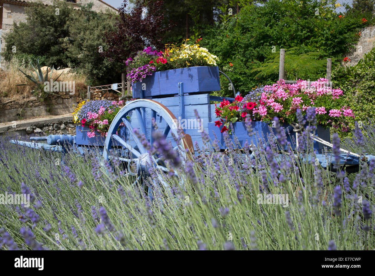 Meadow with lavender hi-res stock photography and images - Alamy