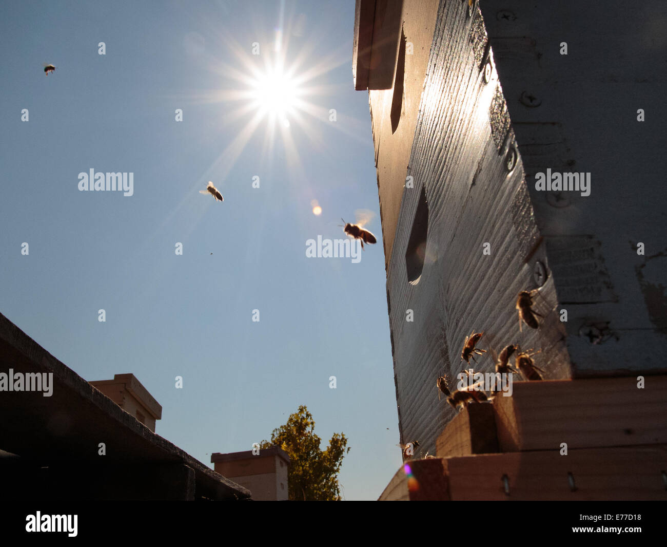 Bee hive bees flying out hi-res stock photography and images - Alamy