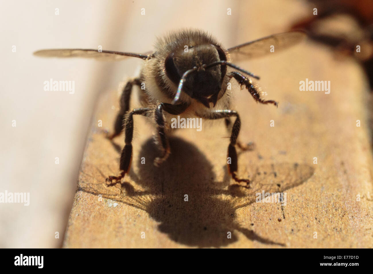 Bee colony collapse hi-res stock photography and images - Alamy