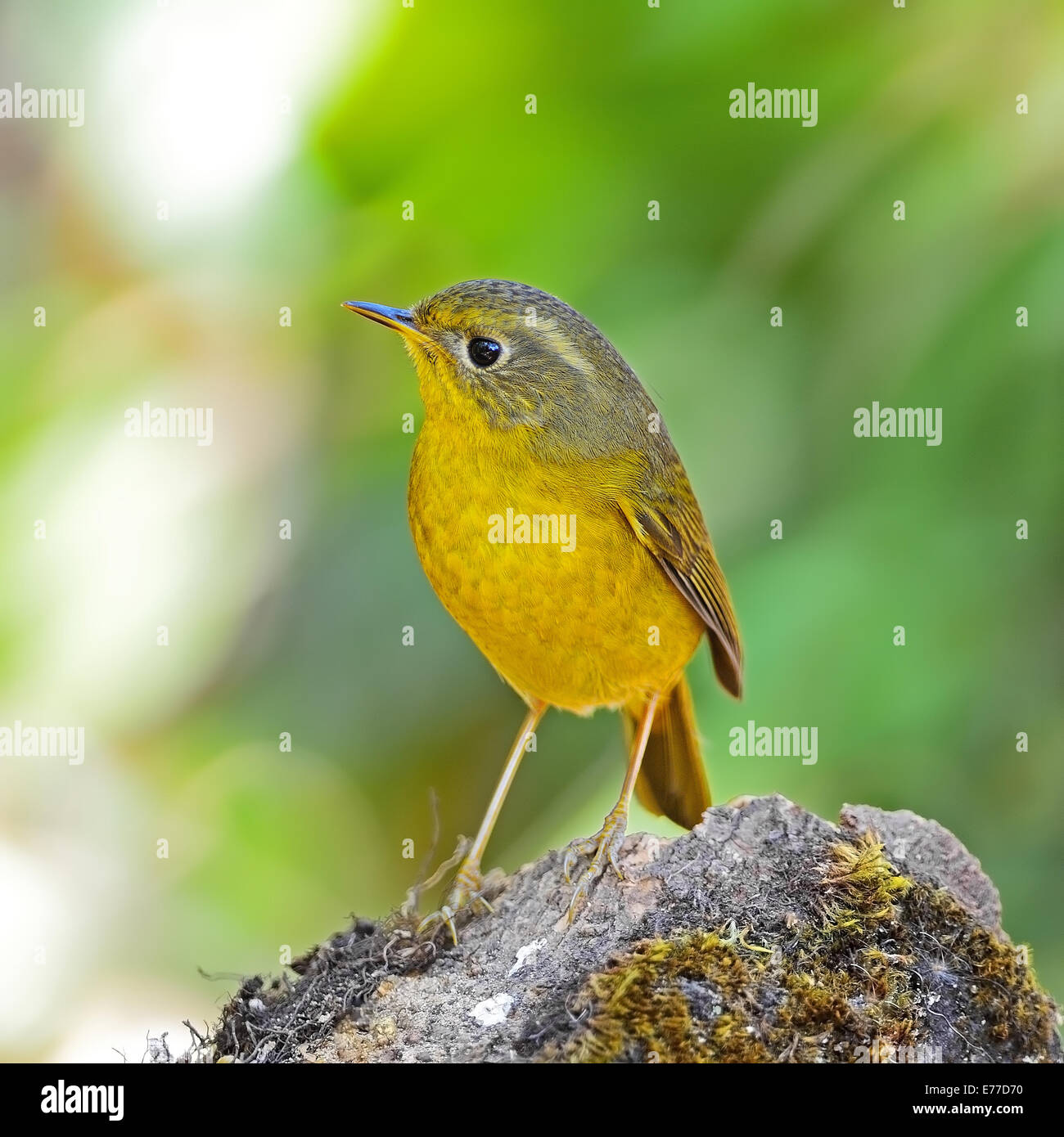 Beautiful yellow bird, female Golden Bush Robin (Tarsiger chrysaeus ...