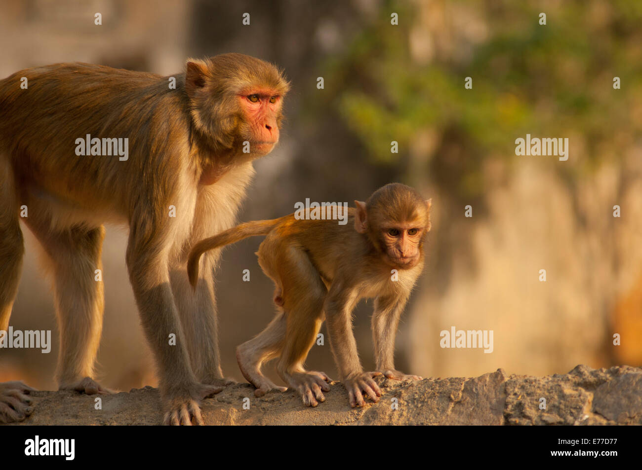 Rhesus Monkey mother and baby, Monkey Temple, Jaipur, Rajasthan, India ...