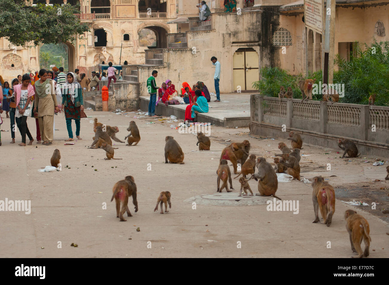 Rhesus monkeys, Monkey Temple, Jaipur, Rajasthan, India Stock Photo - Alamy