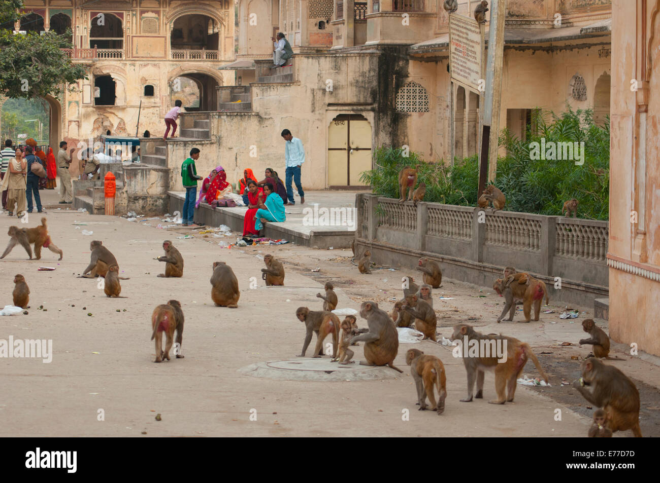 Rhesus monkeys, Monkey Temple, Jaipur, Rajasthan, India Stock Photo ...
