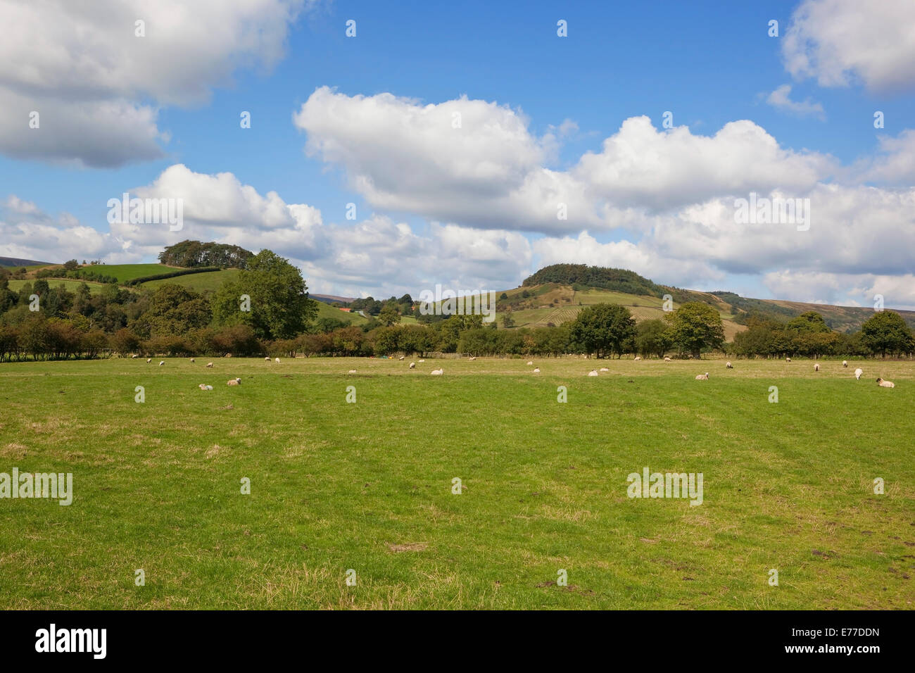 Green meadows and hillsides near the village of Stape in North ...