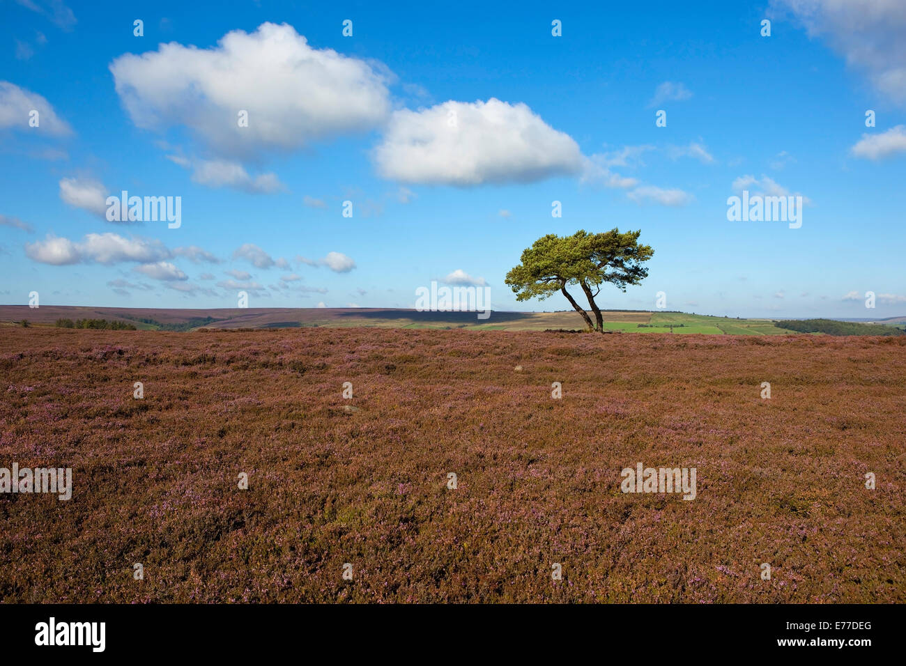 A lone pine tree on a windswept heather moorland in early Autumn on the ...
