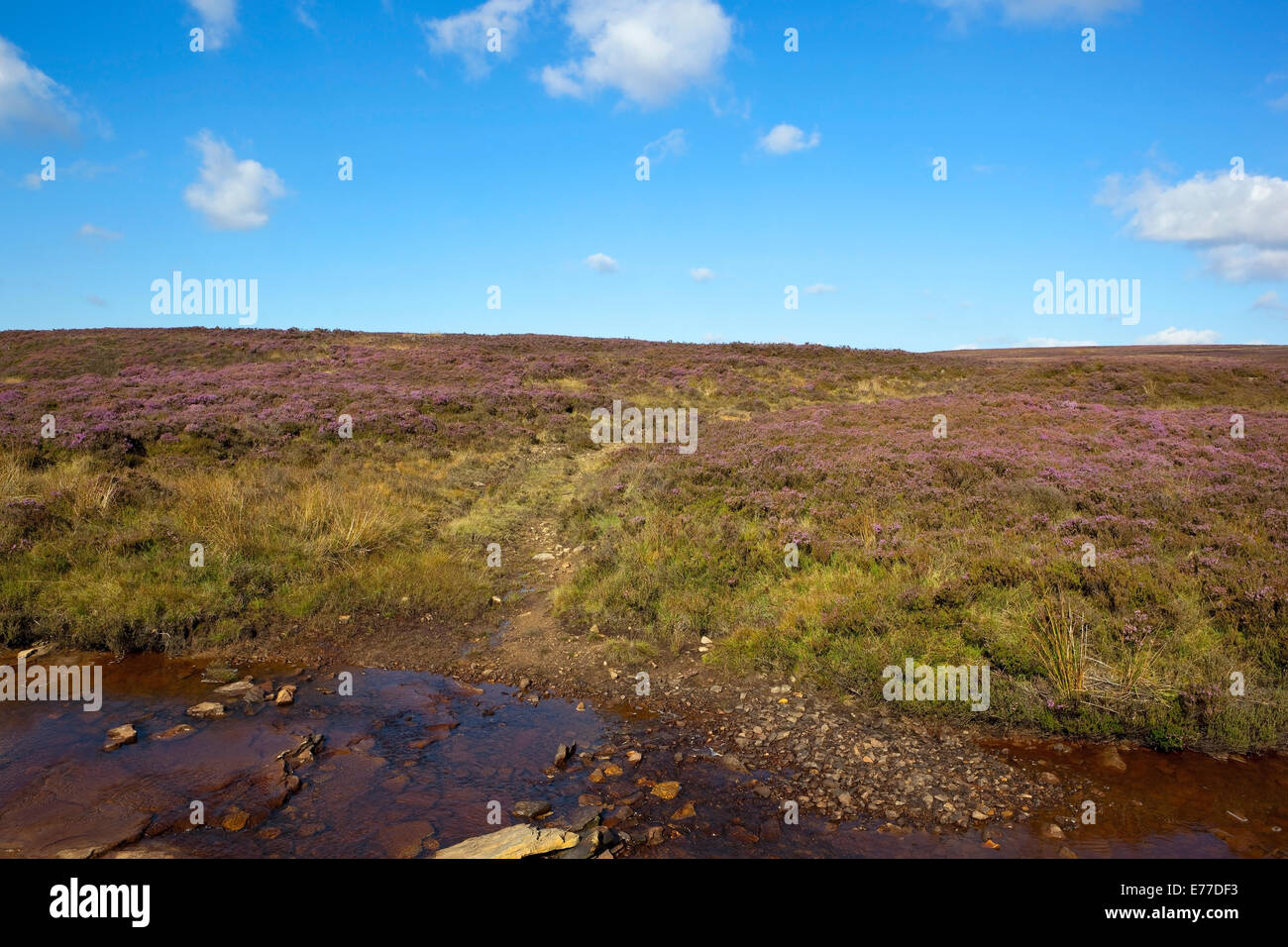 Grass and flowering heather by a small upland stream on the North York ...