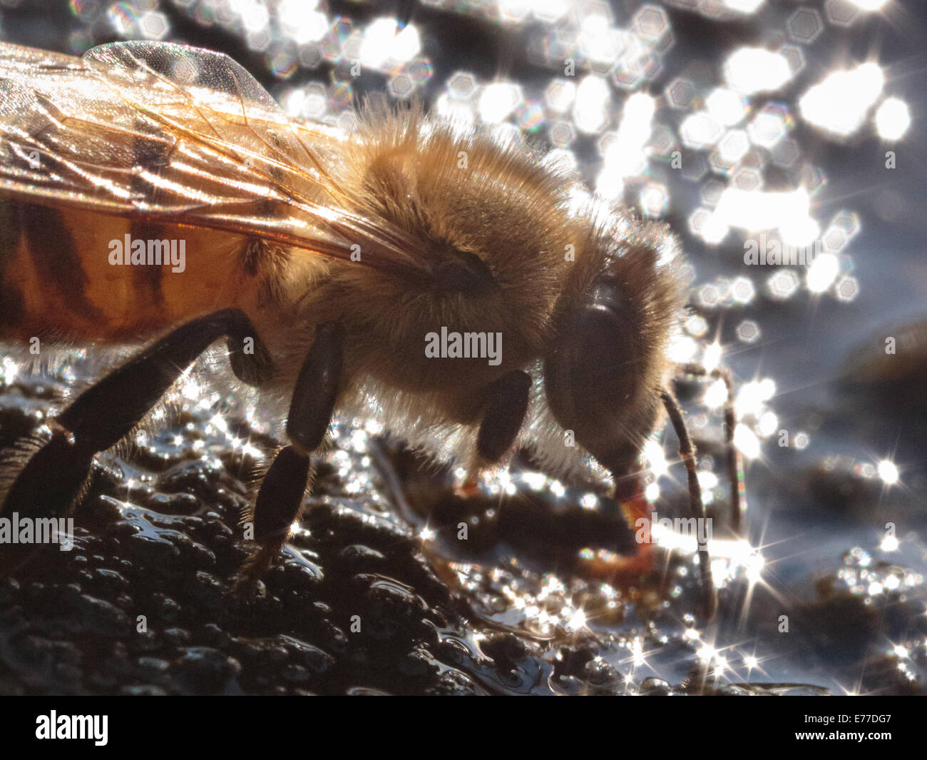 A honeybee drinking water Stock Photo - Alamy