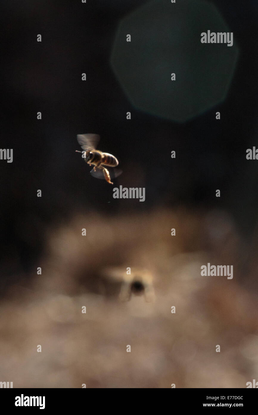 One bee in flight Stock Photo - Alamy