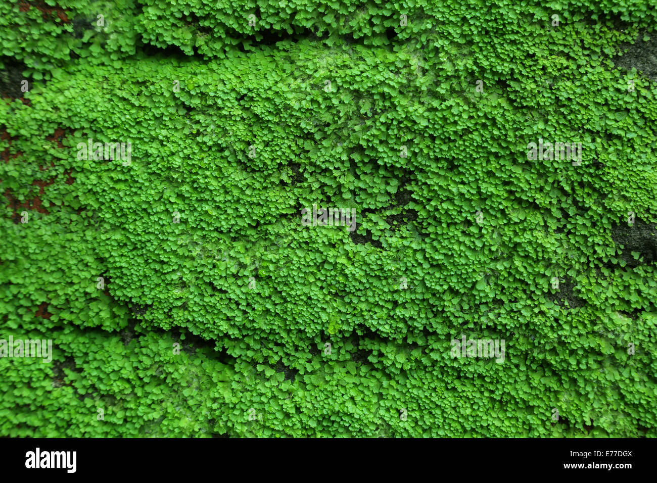 Moss as a background hi-res stock photography and images - Alamy