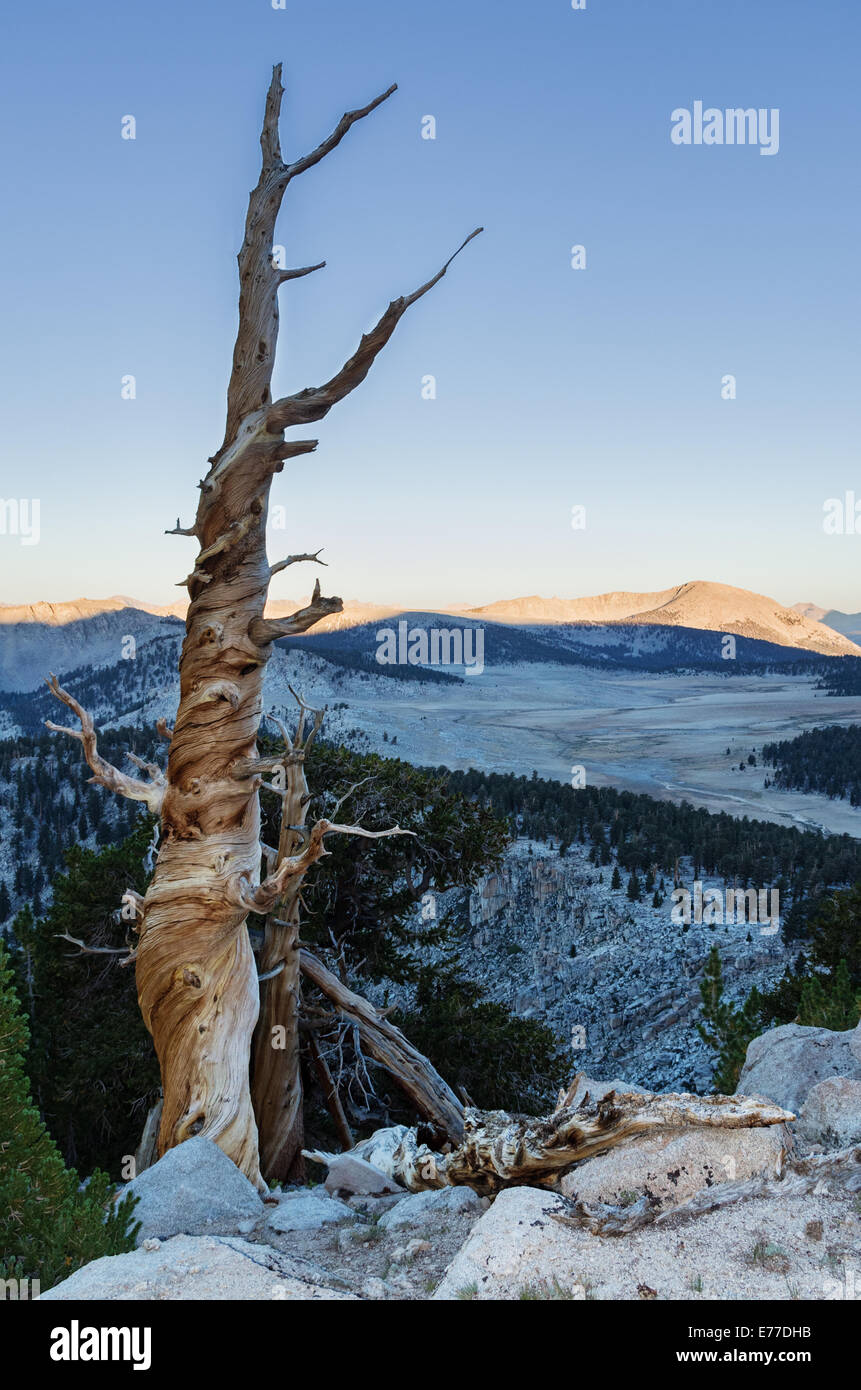 Dead pine along pacific hi-res stock photography and images - Alamy