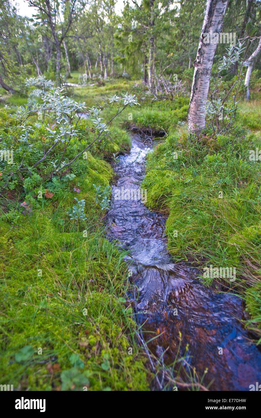 Picture from telemark, norway, summer landscape in rauland, 900m meters ...