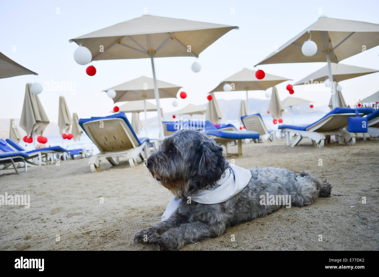 Animal sunbath hi-res stock photography and images - Alamy