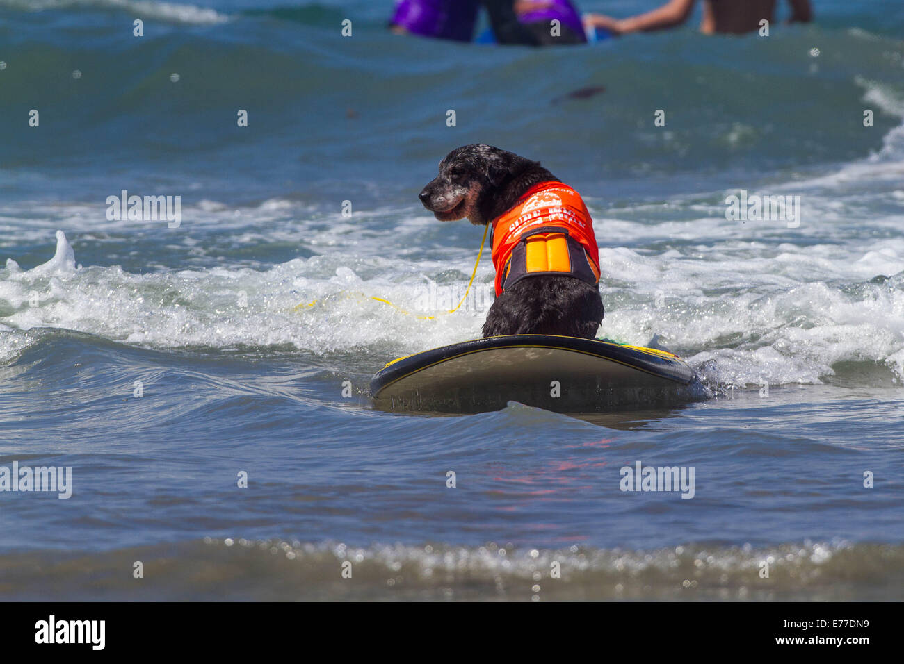 Delmar, CA, US. 7th Sep, 2014. Surf Dog Surf-A-Thon, Surf Dog ...