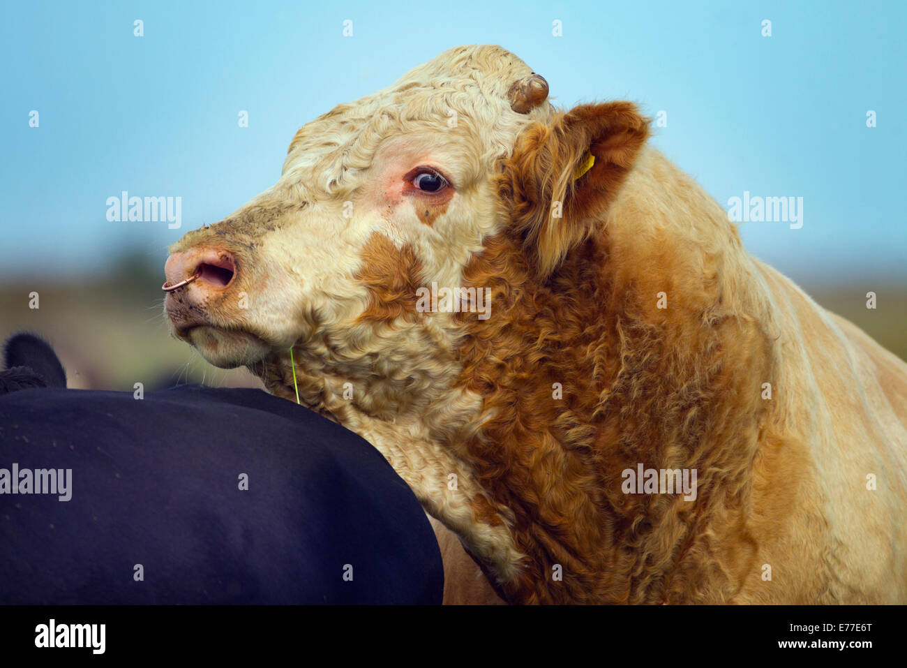 Beef Cattle suckler herd on Cley Marshes Norfolk Stock Photo - Alamy