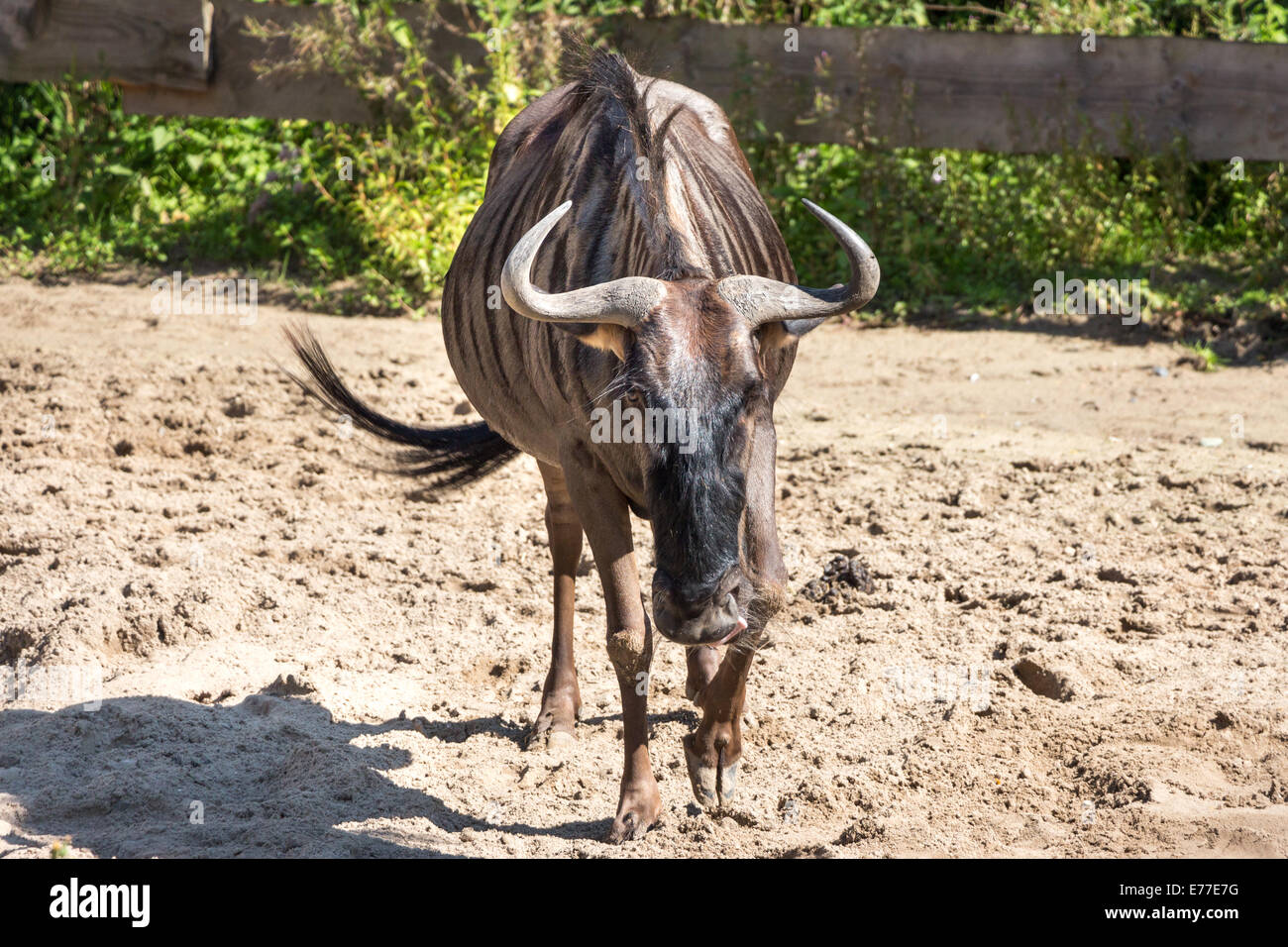 Blue wildebeest common wildebeest hi-res stock photography and images ...