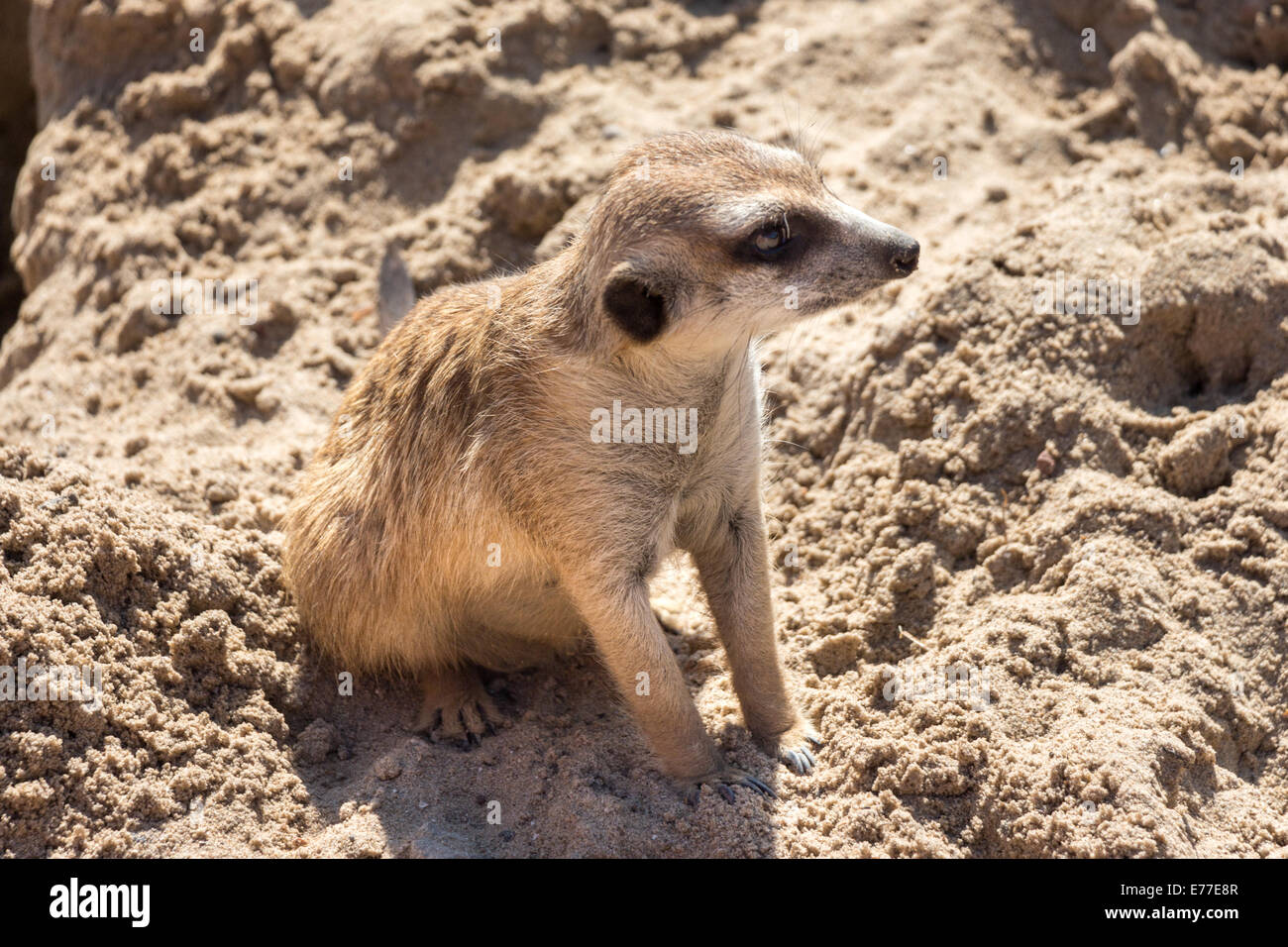 Meerkat, suricate, sitting on all fours, held in captivity Stock Photo ...