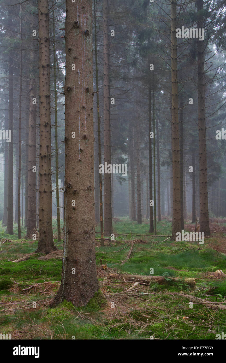 Forest mist fir hi-res stock photography and images - Alamy