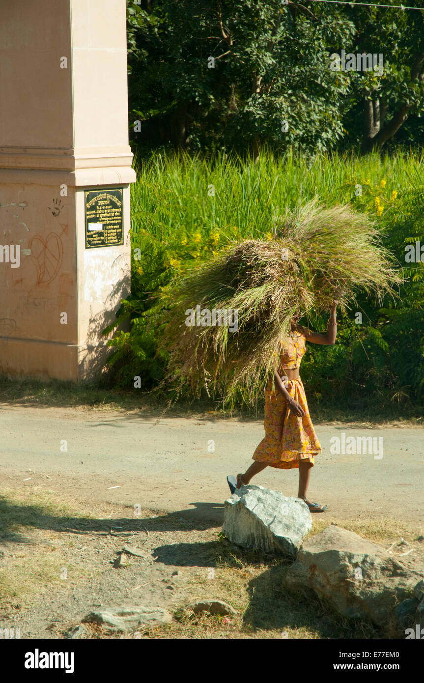 Woman carrying a bundle of hay, Ranakpur, Rajasthan, India Stock Photo ...