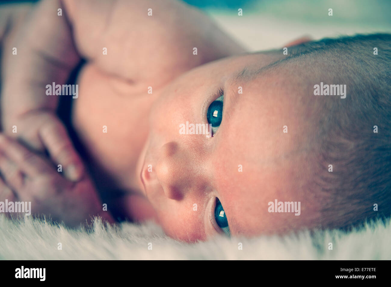 Newborn portrait of a 2 week old baby boy Stock Photo - Alamy