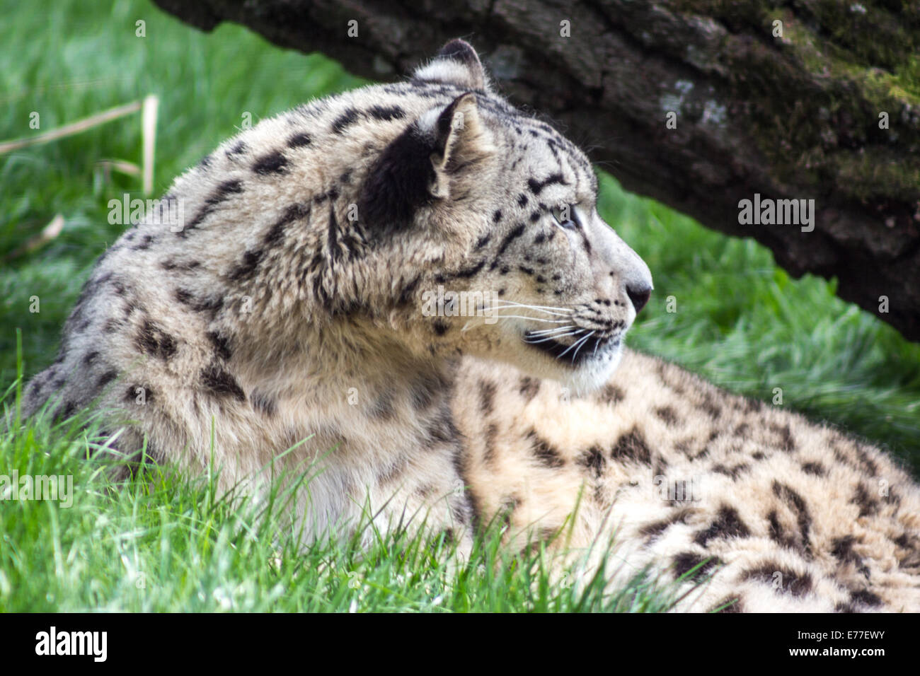 Snow leopard resting, looking away from the camera Stock Photo - Alamy