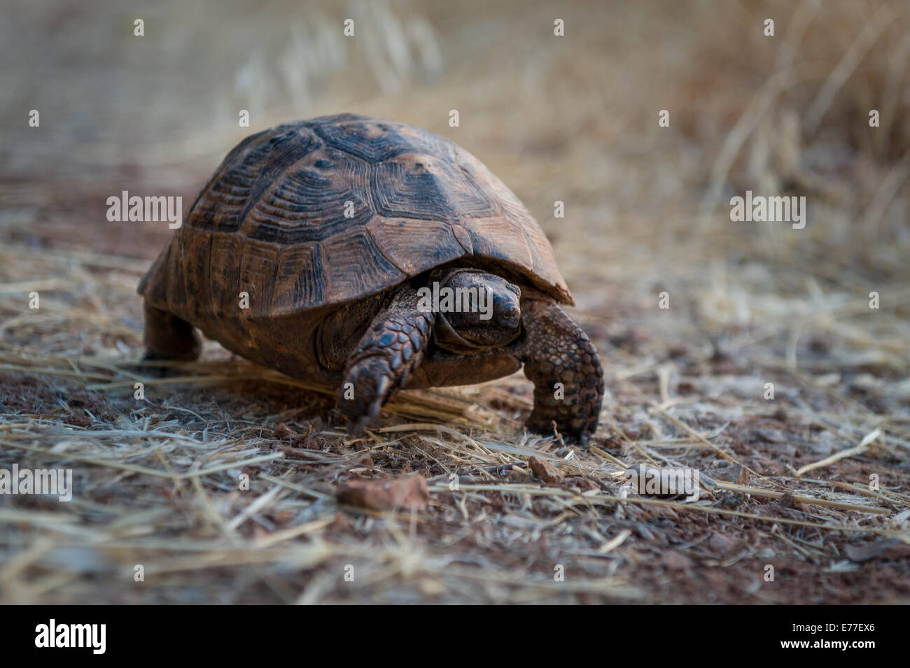 Turtle animal hi-res stock photography and images - Alamy